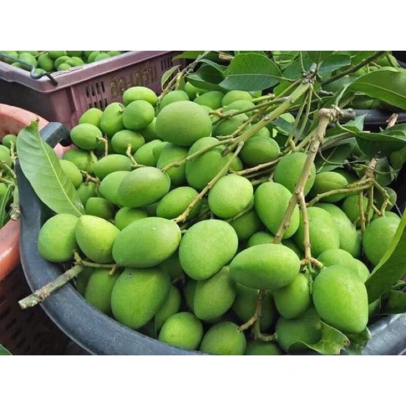 MANGGA TELUR ‘ manga muda masam manis buat colek atau sambal | Shopee ...
