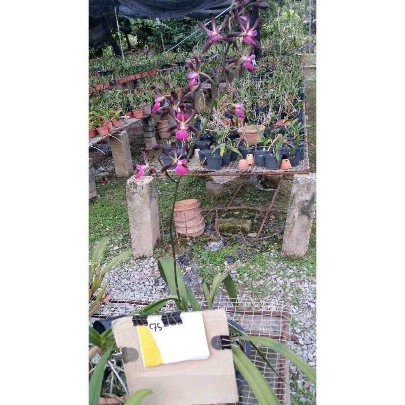 C75.encyclia hybrid.some slightly fragrant but not all. | Shopee Malaysia