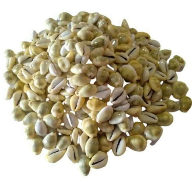 Natural Shells Yellow Cowry (Lakshmi Kaudi) Per Piece | Shopee Malaysia