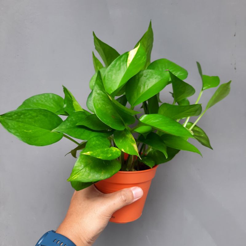 KP - Money Plant Epipremnum 🌿 Real Plant | Shopee Malaysia