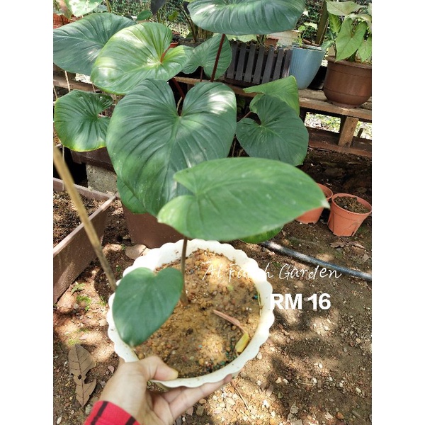 Anak Pokok Kemoyang 🌿🌿 | Shopee Malaysia
