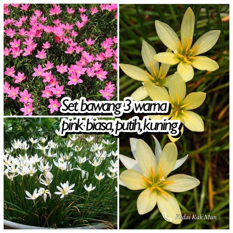 bebawang dan pokok rainlily pink, putih dan kuning (pink, white and ...