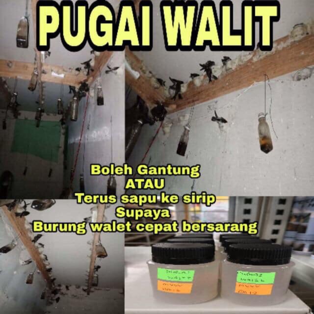 Pugai Walit/Walet 100ML | Shopee Malaysia