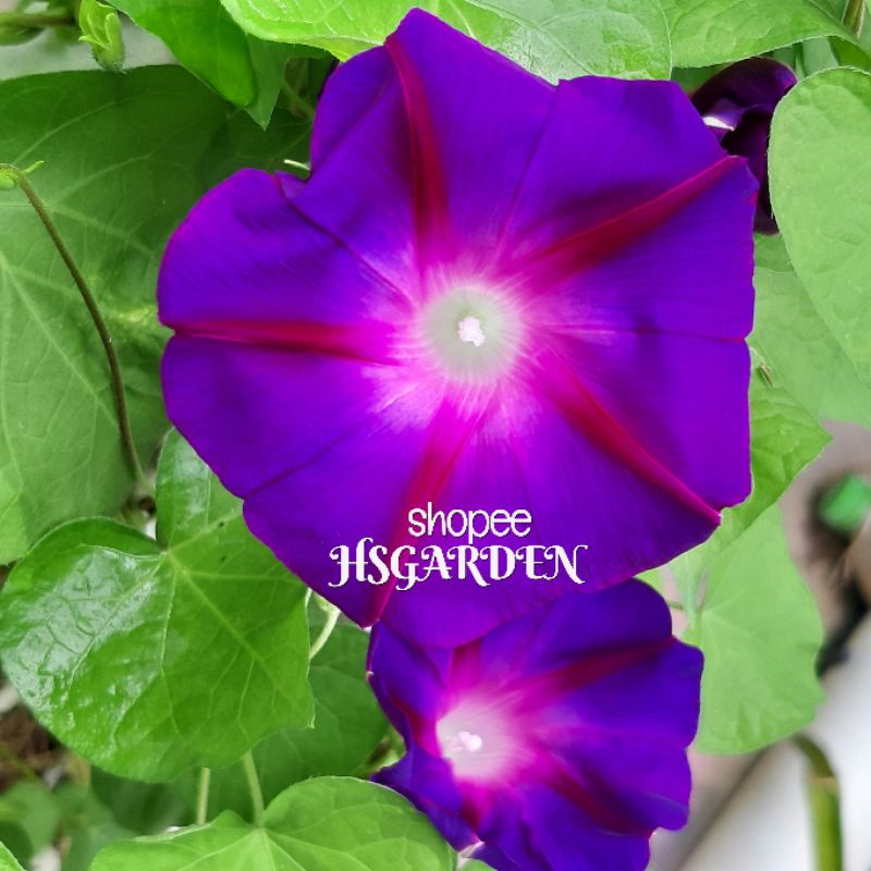 12 biji benih Morning Glory Grandpa OTT • Benih Bunga Seri Pagi • Seeds ...