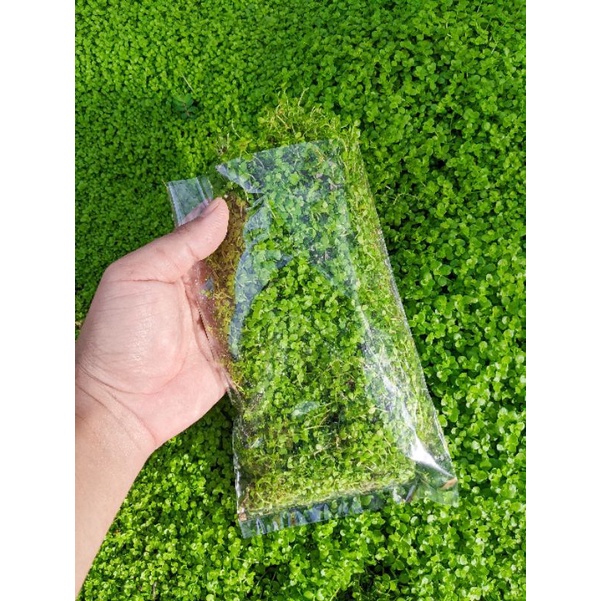 monte carlo pack fresh (emersed) | Shopee Malaysia