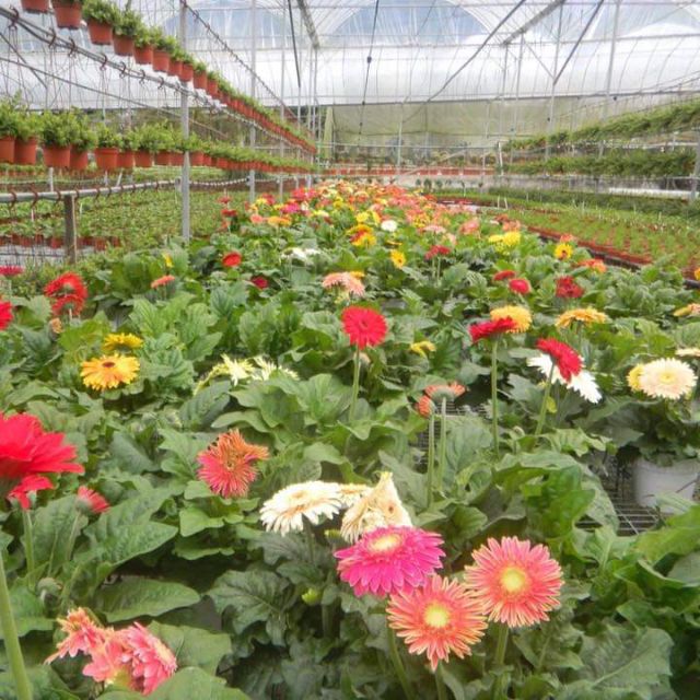 Pokok bunga daisy pelbagai warna | Shopee Malaysia