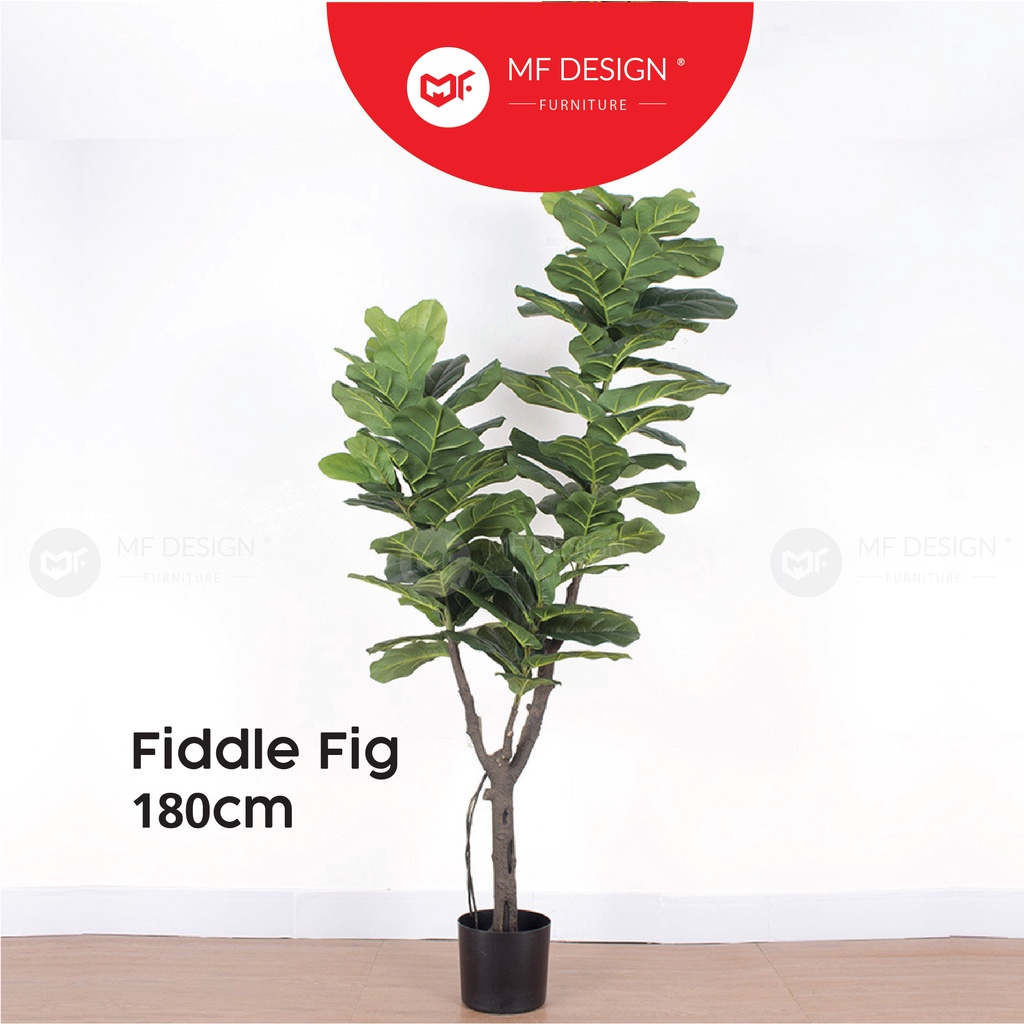 (READY STOCK) MF DESIGN Pokok Hiasan Fiddle Fig Leaf Airtificial Tree ...