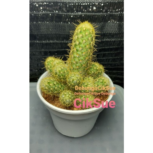 Cactus BIG MAMMILLARIA ELONGATA (Saiz Pot 12.5cm) | Shopee Malaysia
