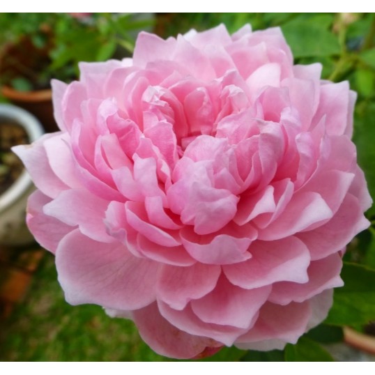 POKOK ROSE STANDARD SIZE BAKA PINK PLUME WANGI BUNGA BESAR | Shopee ...