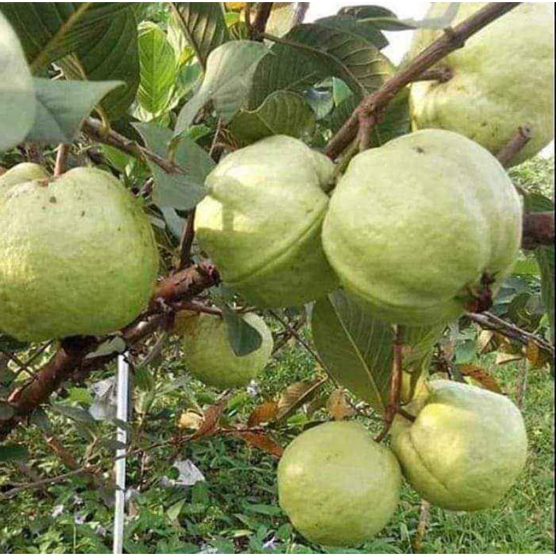 Pokok Jambu Batu Cepat berbuah | Shopee Malaysia