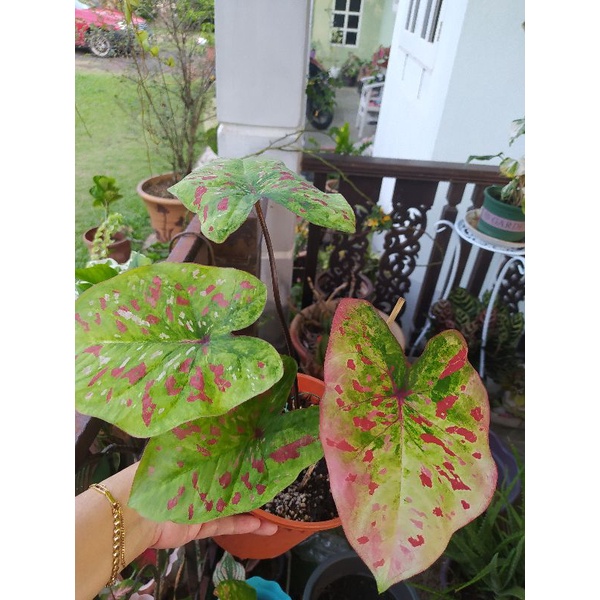 Keladi Rare/Keladi Hybrid Thailand/Thai Caladium | Shopee Malaysia