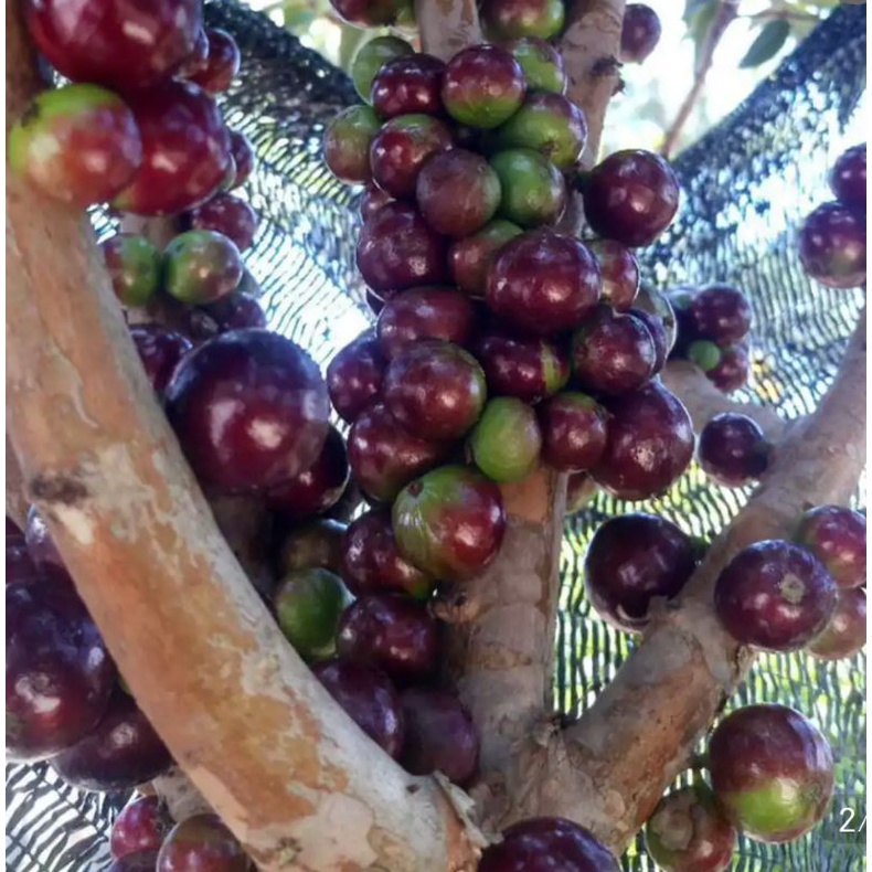 Anak Pokok Anggur Aisika Taiwan Jabuticaba 🌱🔥Berbuah Cepat🌱🔥Taiwan ...