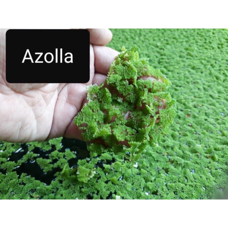 Kiambang AZOLLA TEBAL PREMIUM GRED A 💥(TINGGI KANDUNGAN PROTEIN ...