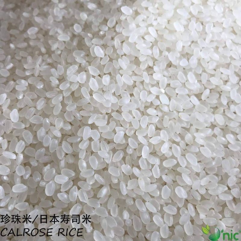 Australia Calrose Sushi Rice 澳洲珍珠米 5KG | Shopee Malaysia