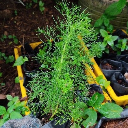 Pokok Rumput Nyamuk / Ulam Mak Wan / Ulam Makcik / Pokok Nyamuk ...