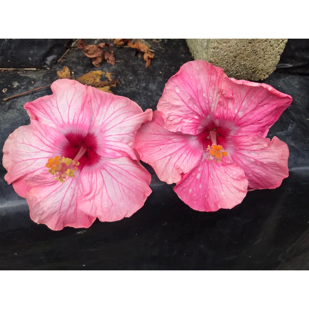 Anak Pokok Bunga Raya Pink Yoko Hibiscus | Shopee Malaysia