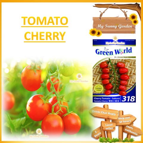 GW318 - TOMATO CHERRY/CHERRY TOMATO-SAKURA (30SEEDS) | Shopee Malaysia