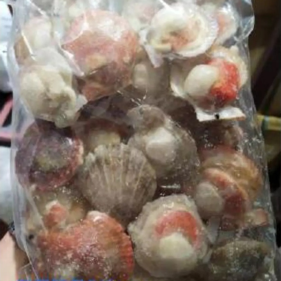 Premium Half Shell Scallop with Roe 1Kg Frozen | Shopee Malaysia