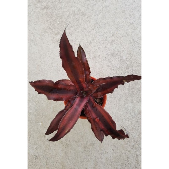 bromeliad cryptanthus Earth Star Red | Shopee Malaysia