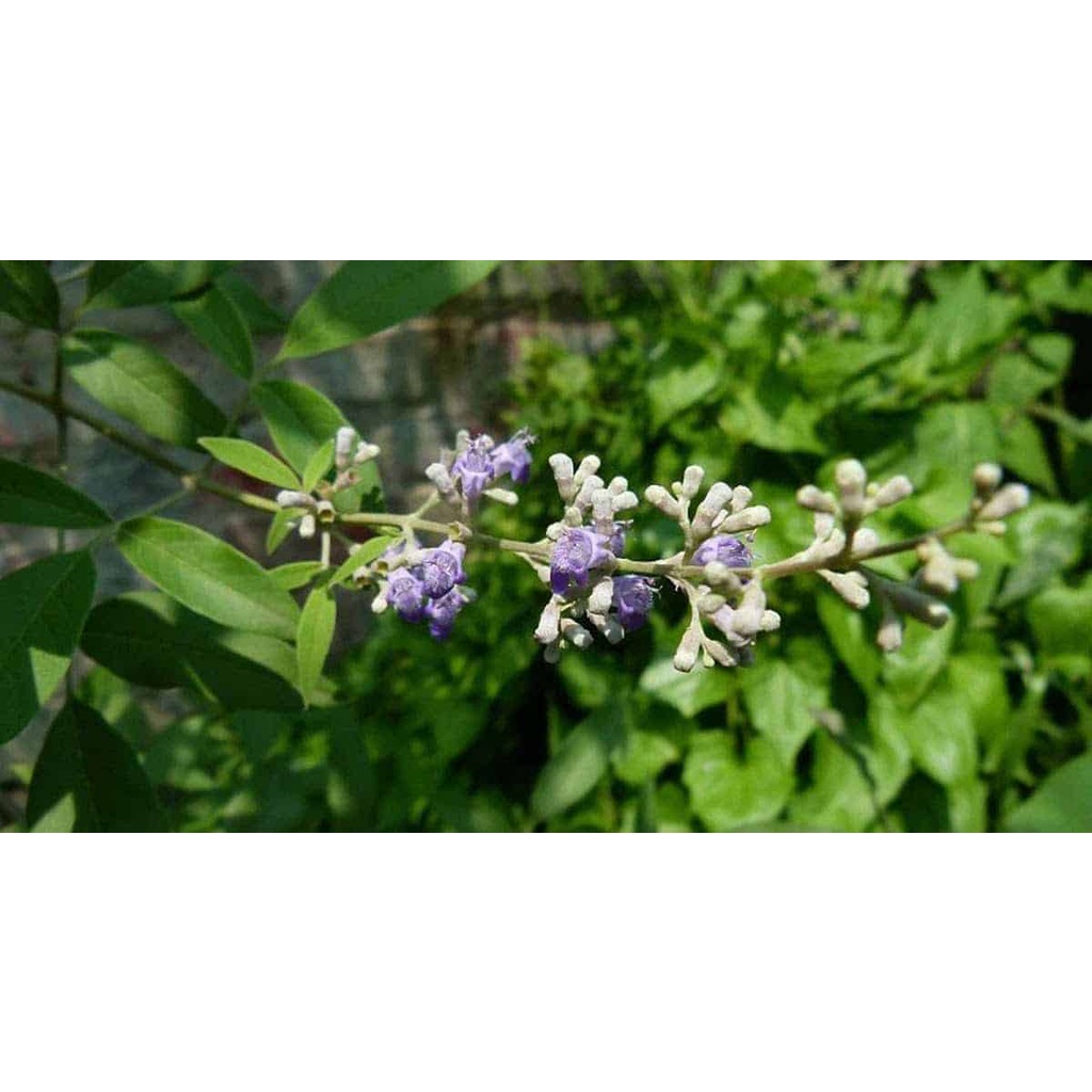 Pokok Nochi/Chinese Chaste Tree/Horseshoe VItex | Shopee Malaysia