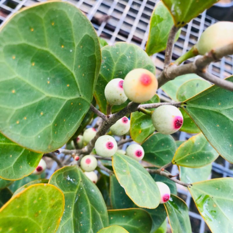 anak pokok mas cotek daun besar | Shopee Malaysia