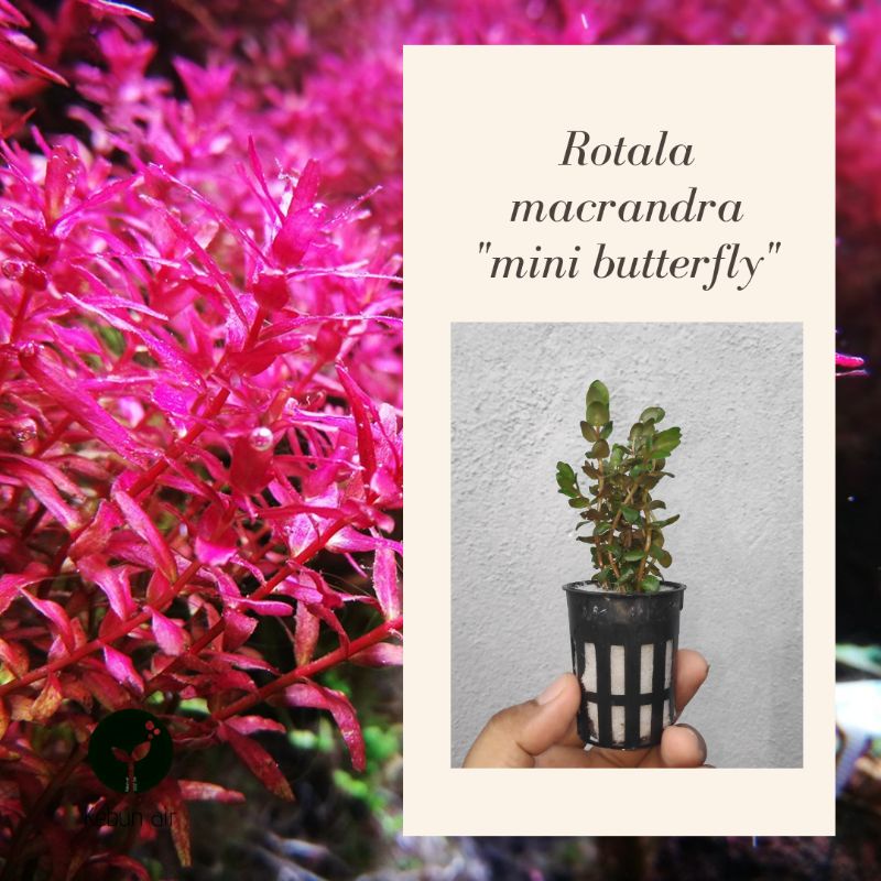 Rotala macrandra mini butterfly (emersed/daun darat) | Shopee Malaysia
