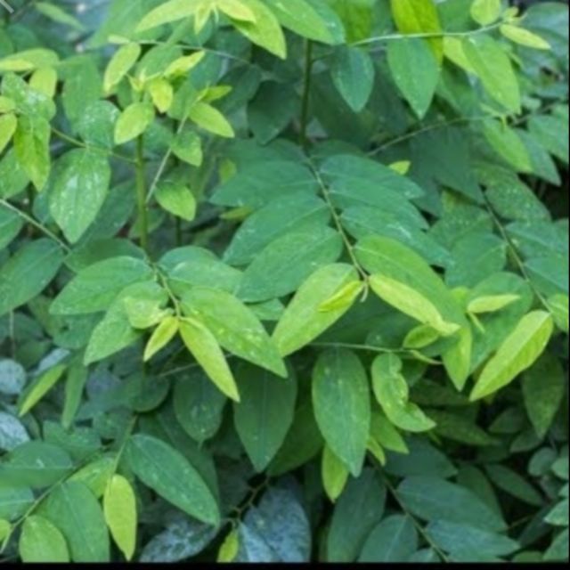 30pcs batang cekur manis pucuk manis sayur manis | Shopee Malaysia