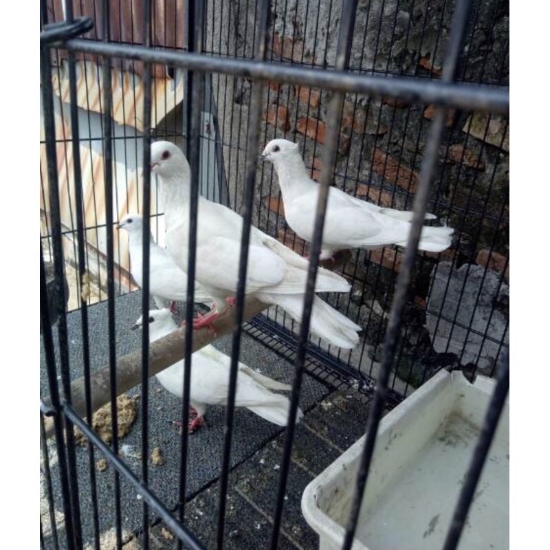 Daging Burung Merpati (Sesuai Untuk Ibu Mengandung) | Shopee Malaysia