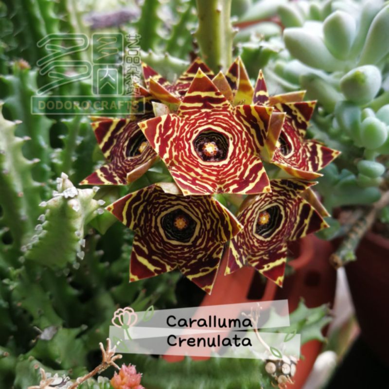 Caralluma Crenulata Succulent (3-4 cuttings) | Shopee Malaysia