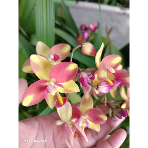 Orkid Pinang Pelbagai Warna Saiz Kecil (SILA BACA DESCRIPTION) | Shopee ...