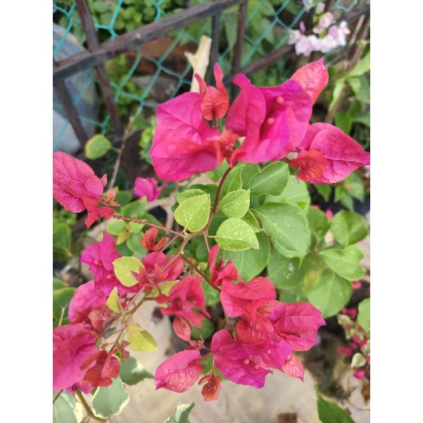 PBN - Bougainville bunga kertas - pokok bunga nursery cepat rajin ...