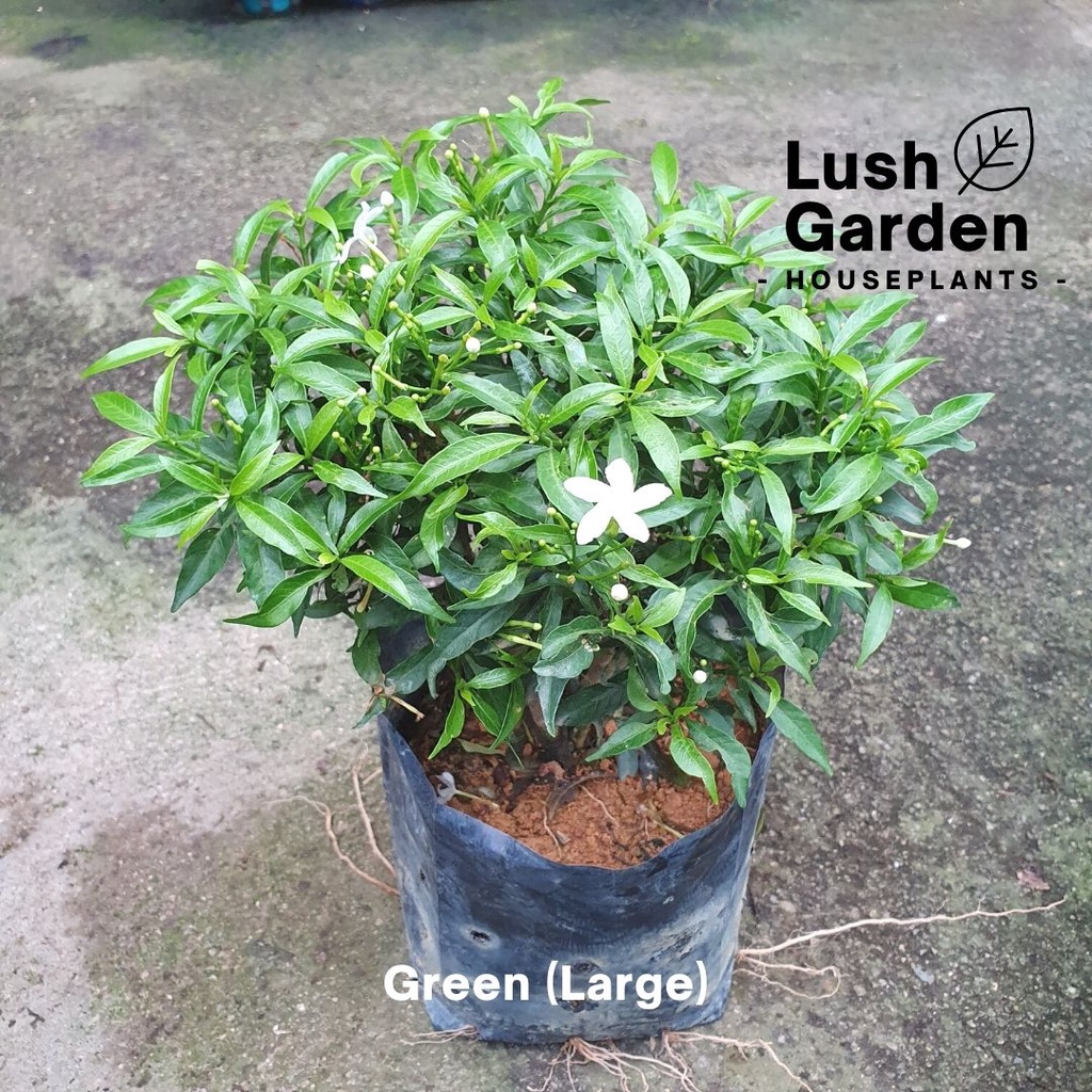 [Bushy] Thai Jasmine/Pokok Bunga Melur Thai 泰国茉莉花 Outdoor Live Plant ...