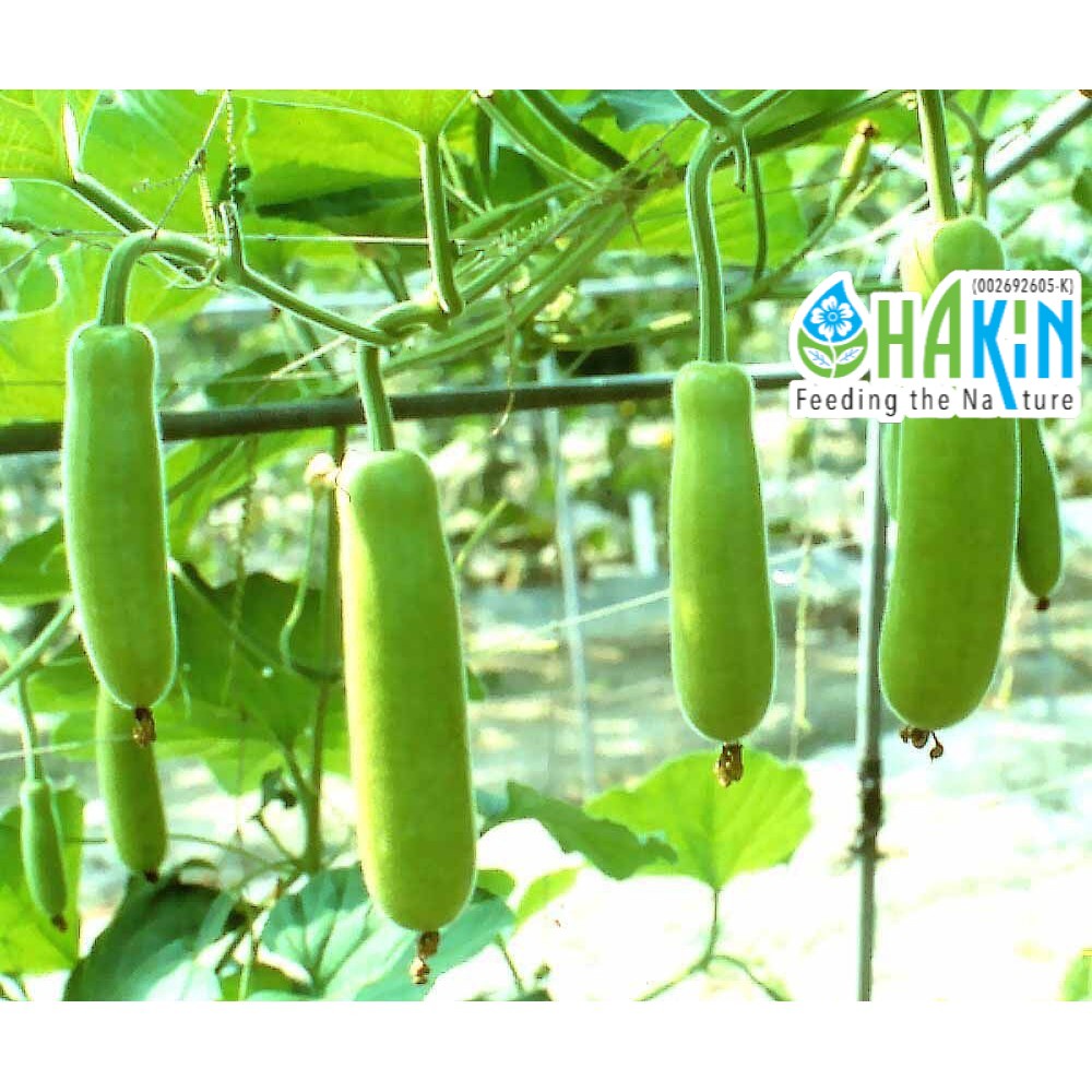 Benih Labu Botol - Bottle Gourd F1 Hybrid - 3 seeds | 1.6g | 6.5g ...