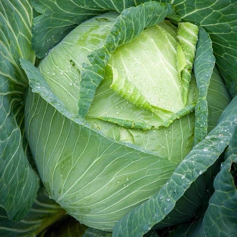Benih Kobis Bulat Manis /Cabbage Seeds 包菜籽 | Shopee Malaysia