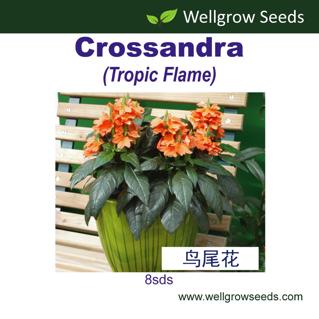 Crossandra Tropic Flame (8sds) 鸟尾花：热带系列（火焰) Firecracker Flower Seeds ...