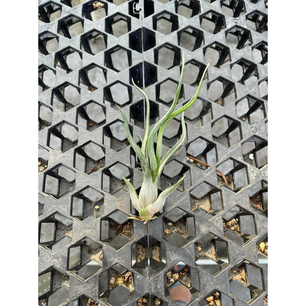 Augustfame -Tillandsia Showtime (T.Bulbosa x T.Streptophylla) Airplant ...