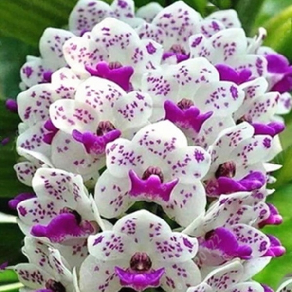 100Pcs New Nice Adorable Flower Fragrant Seeds Fragrant Blooms ...