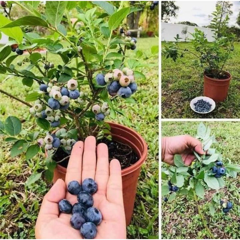 🤪CRAZY SALES 🤪👉 Pokok Blueberry Misty ( Anytime Berbuah) | Shopee Malaysia