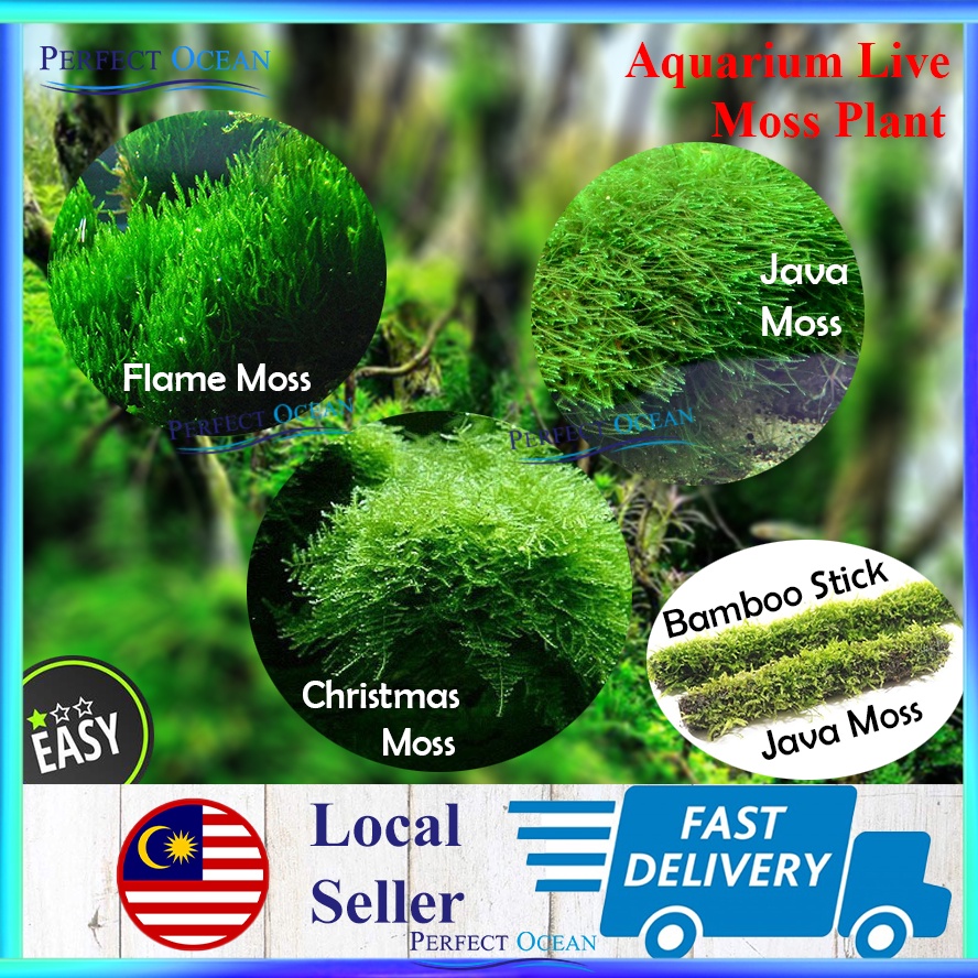 Moss (Bag) Christmas/Flame/ Java Moss Bamboo Stick Aquarium Water Plant ...