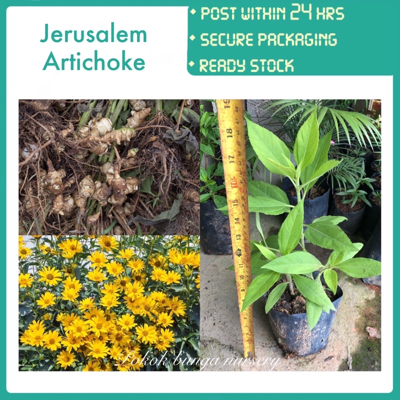 PBN - jerusalam artichoke - anak pokok helianthus tuberosus pokok bunga nursery herb outdoor ...