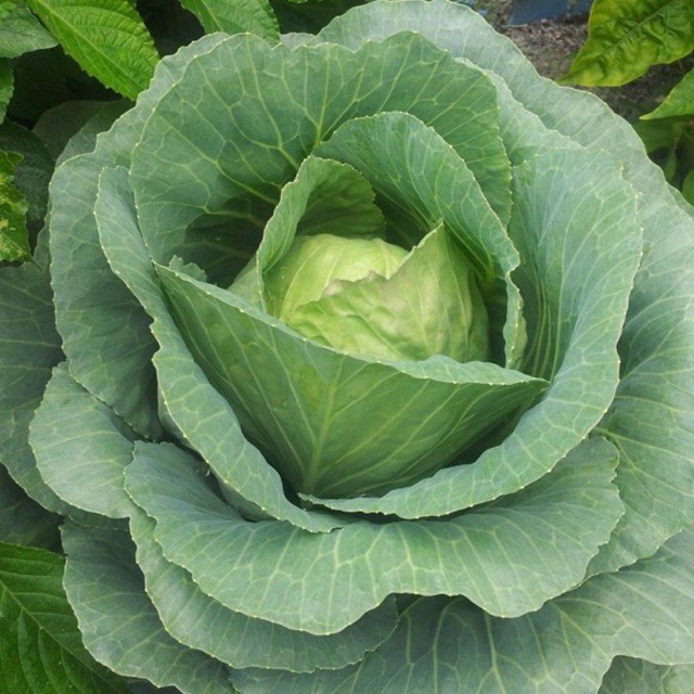 biji benih kobis repacking mini | Shopee Malaysia