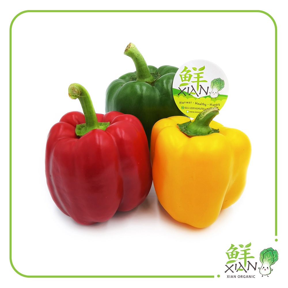 Organic Capsicum Tri Colour 3s/pk (450g-550g) | Shopee Malaysia