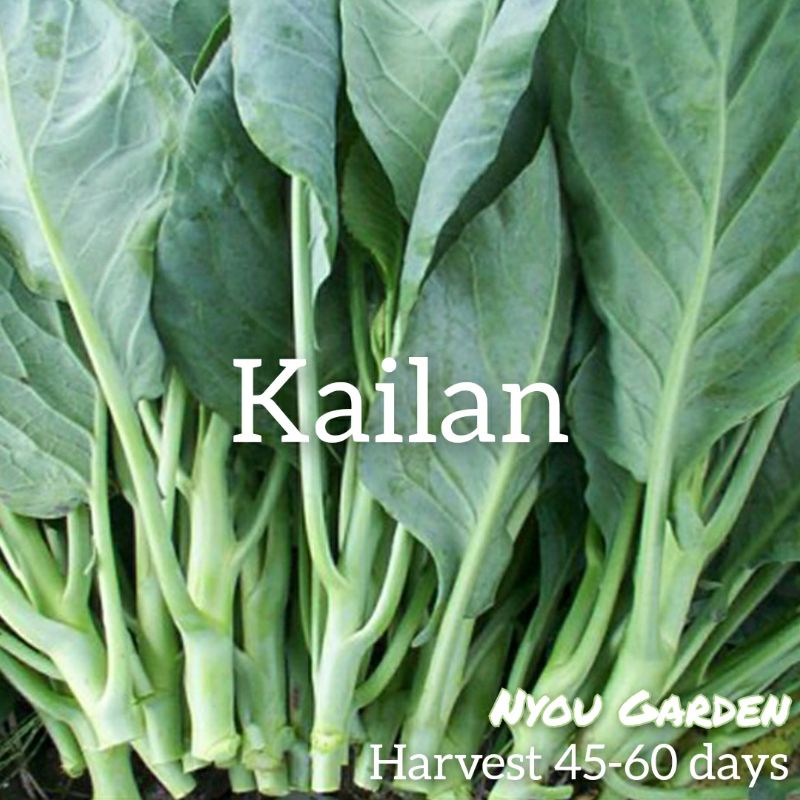 Biji Benih Sayur Kailan Kale seed Tuaian 45-60 Hari | Shopee Malaysia