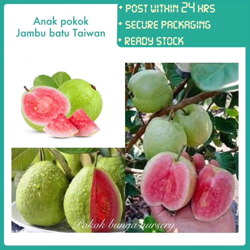 PBN - anak pokok jambu pink Taiwan - pokok bunga nursery cepat rajin ...