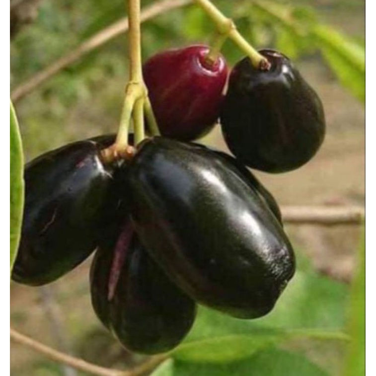 anak pokok jambu arang batu, keriang | Shopee Malaysia