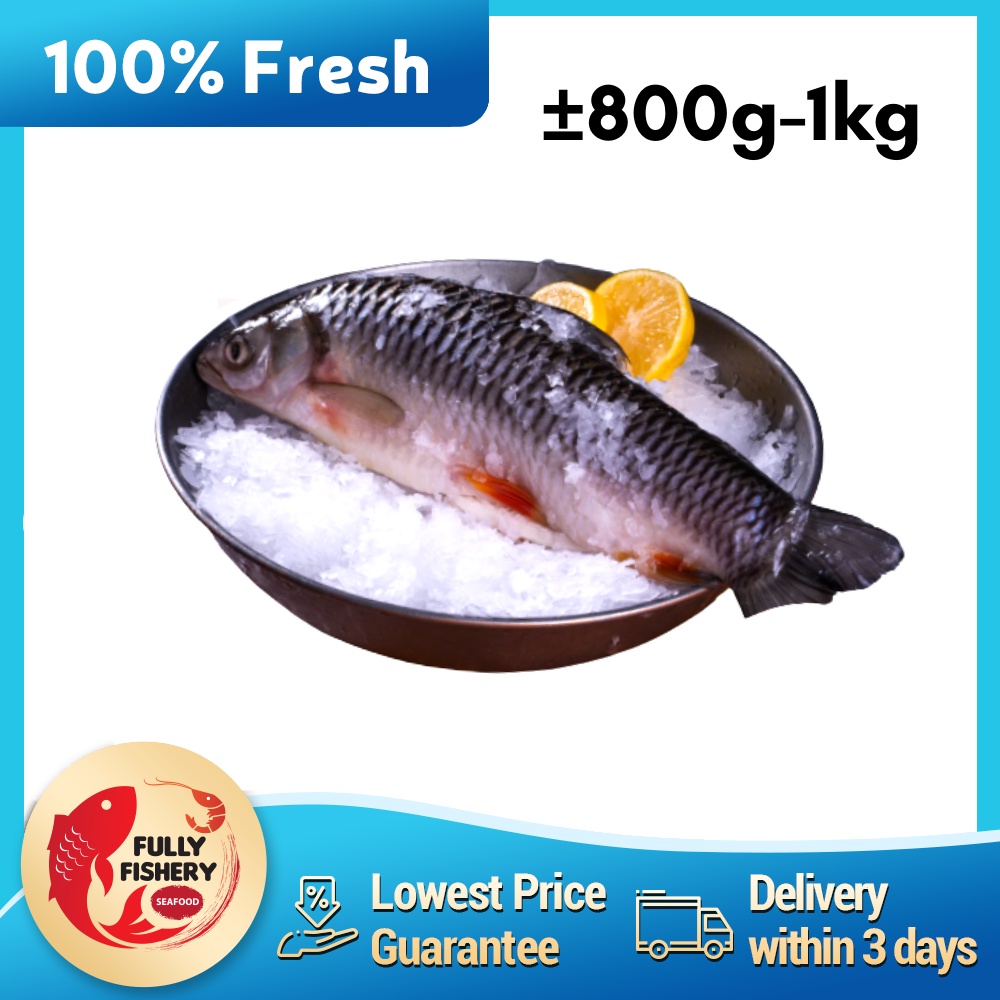 [Fully Fishery] Sultan Fish 800gm - 1kg (Inners already cleaned ...