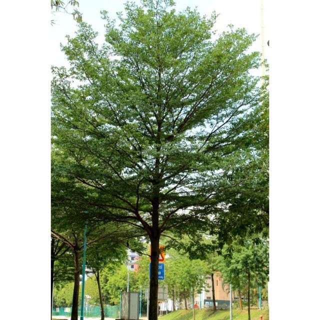 Pokok Bucida Hijau Hybrid/Green Bucida Tree | Shopee Malaysia