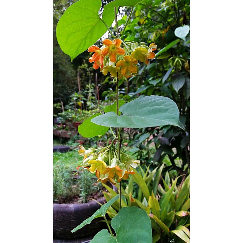 Keratan pokok bunga tongkeng/tonkin jasmine/edible flower | Shopee Malaysia
