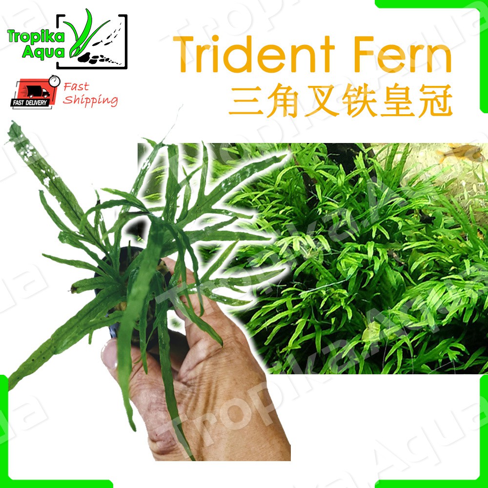 Trident Fern (Microsorum pteropus 'Trident') 三角叉铁皇冠 - aquarium aqua ...