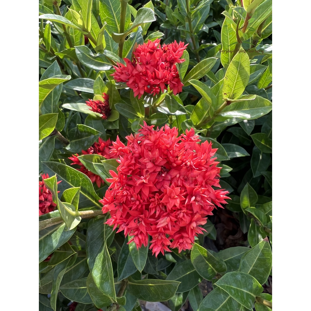 Berjaya Plant Nursery - Bunga Ixora Sunkist/Jenjarum(Pokok Bunga Hidup ...